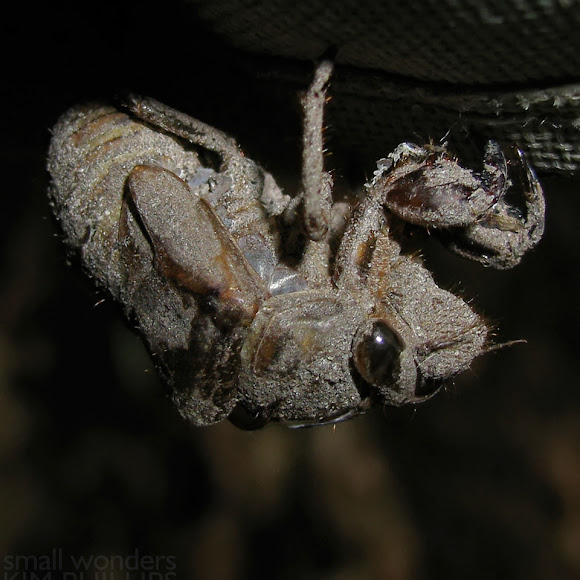 Cicada Exoskeleton | Project Noah