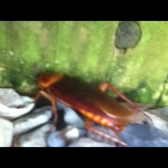 Cockroach | Project Noah