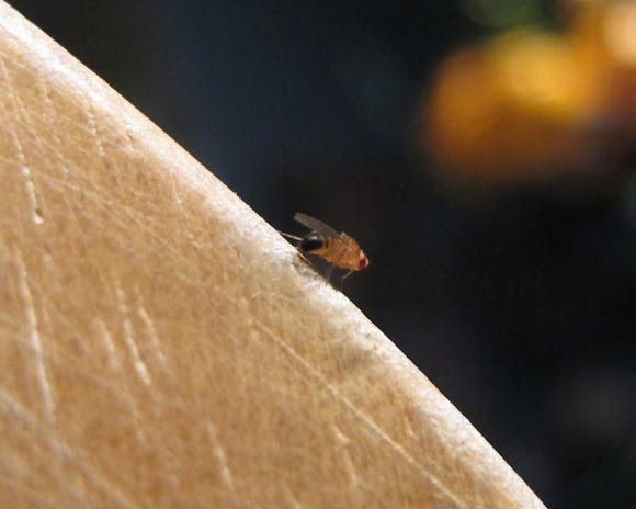 Fruit Fly | Project Noah