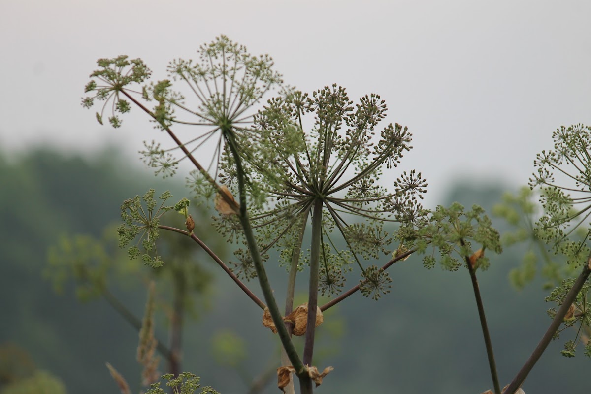 poison hemlock | Project Noah