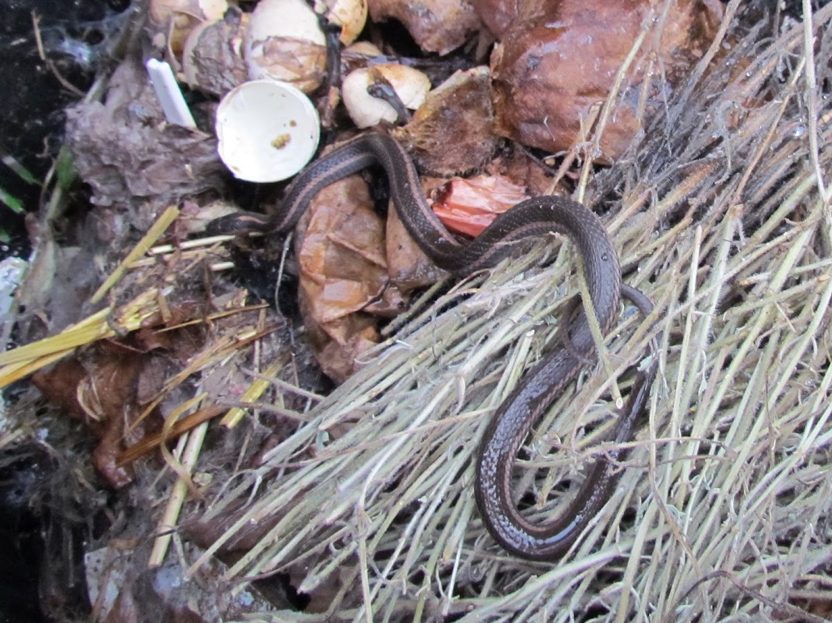 Common Garter Snake | Project Noah