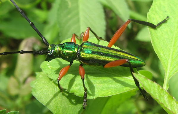 Longhorn/long-horned beetle | Project Noah