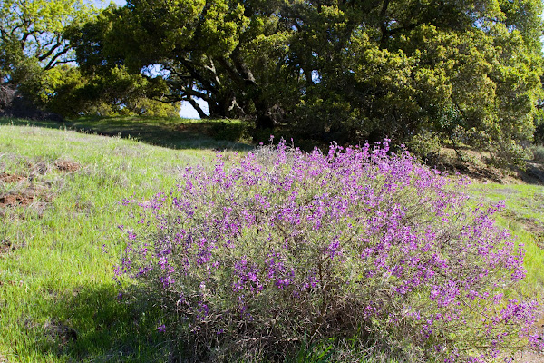 Silver Bush Lupine | Project Noah