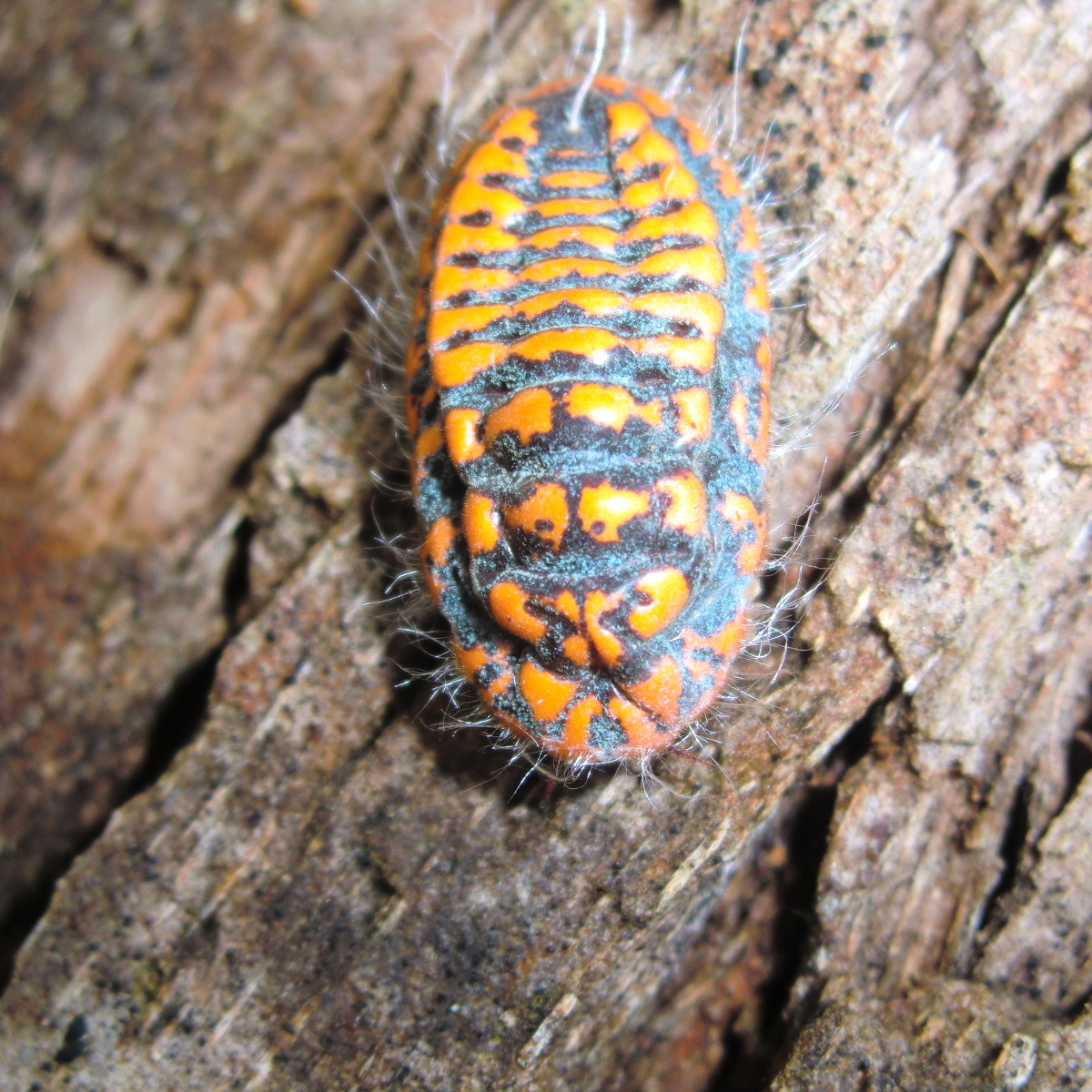 Snow ball giant scale insect | Project Noah