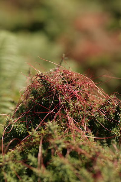 Cuscuta | Project Noah