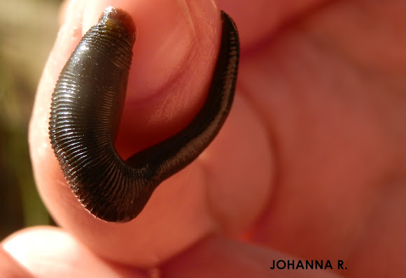 Horse Leech | Project Noah