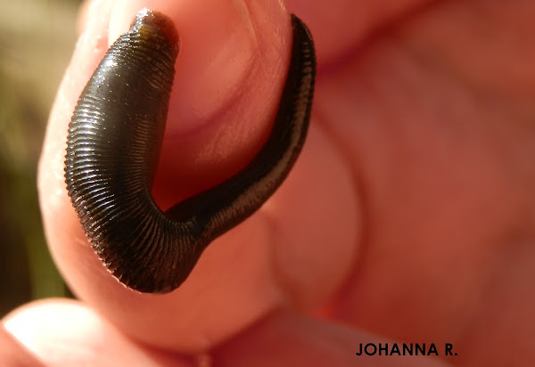 Horse Leech | Project Noah