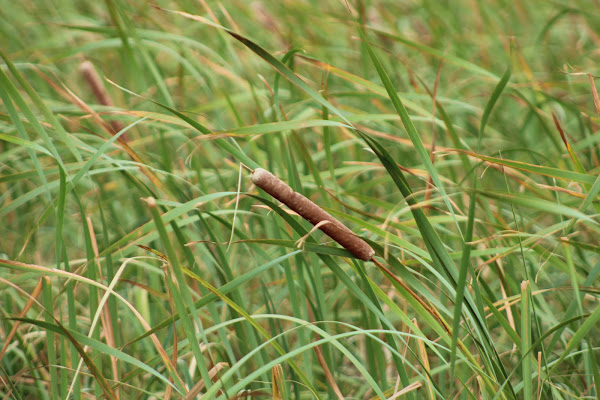 Typha sp. Cattail | Project Noah