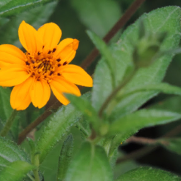 Zexmenia | Project Noah