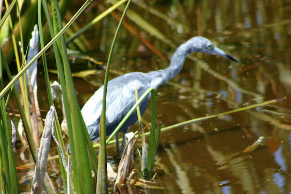 Little Blue Heron (immature) | Project Noah