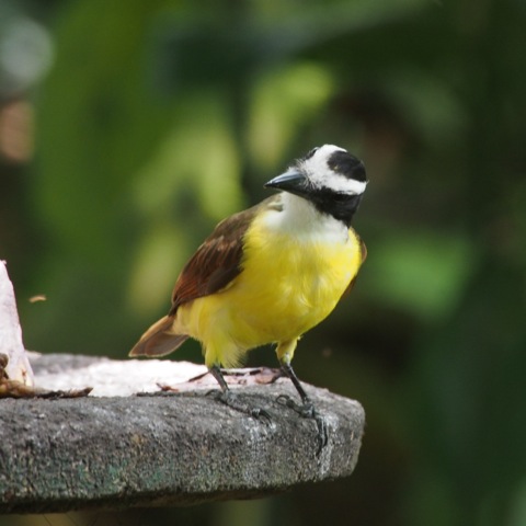 Great Kiskadee | Project Noah