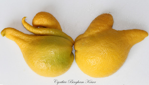 Lemon (irregular shape) | Project Noah