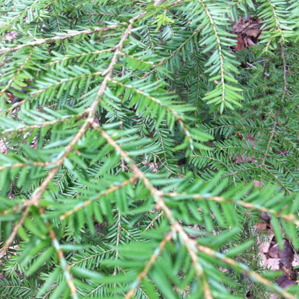 Eastern Hemlock | Project Noah