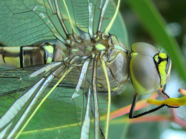 Australian Emperor | Project Noah