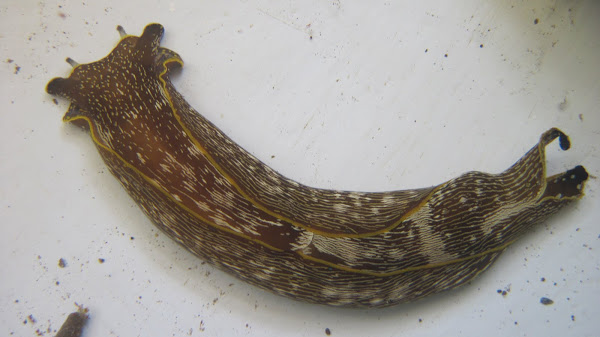 Navanax | Project Noah