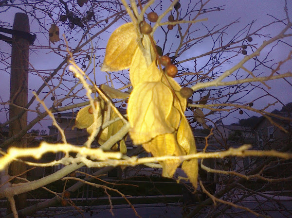 Leaves | Project Noah