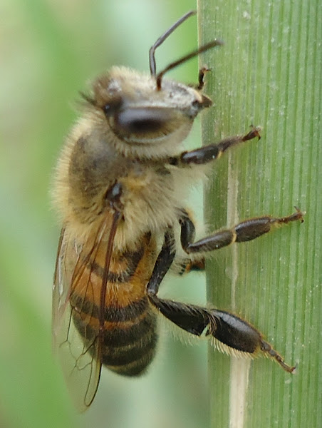 Honey Bee | Project Noah