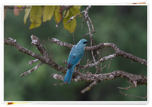 Verditer Flycatcher | Project Noah