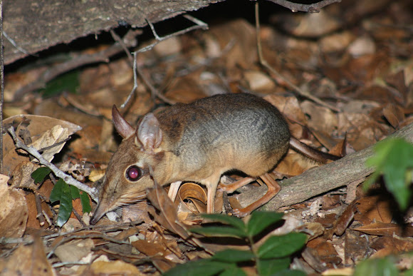 Four-toed Elephant Shrew | Project Noah