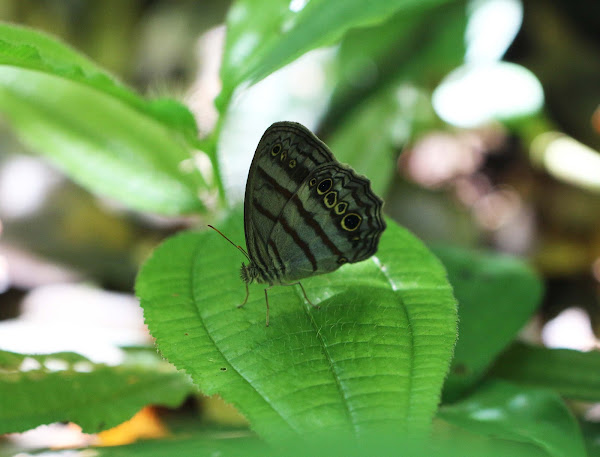 Blue-grey Satyr | Project Noah