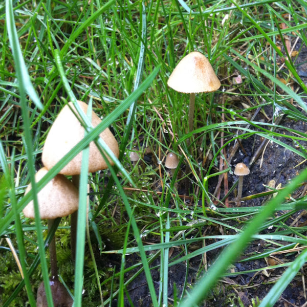 Conocybe fungi | Project Noah