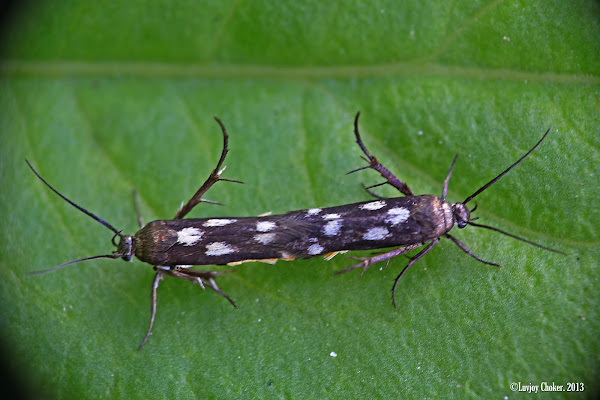 Micro moth | Project Noah