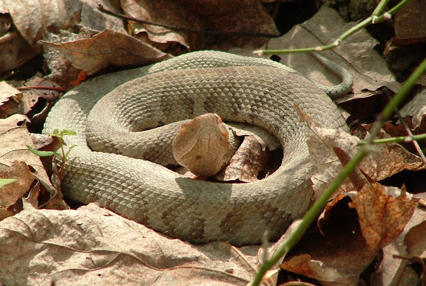Northern Copperhead | Project Noah