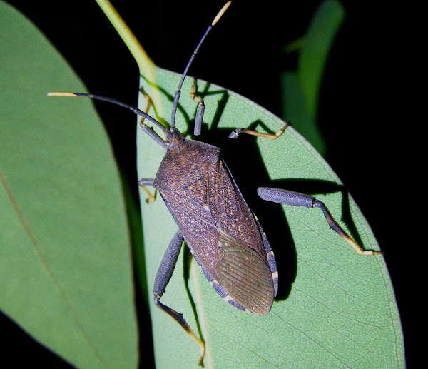 Eucalypt Tip Bug | Project Noah