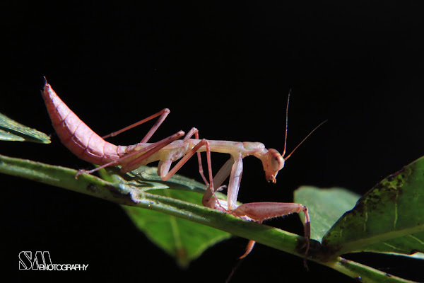 Photina mantis (young male) | Project Noah
