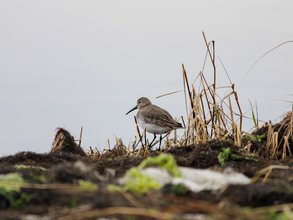 Dunlin (non breeding plumage) | Project Noah