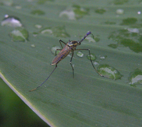 Elephant Mosquito | Project Noah