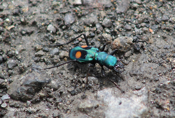 Tiger beetle | Project Noah