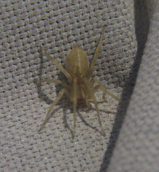 Longlegged Sac Spider | Project Noah