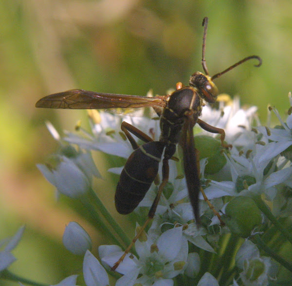 Northern Paper Wasp | Project Noah
