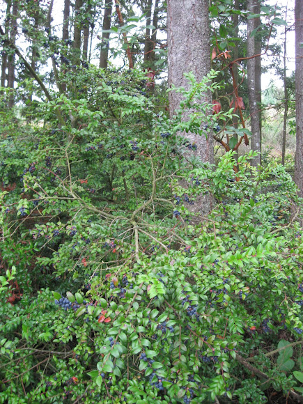 Evergreen Huckleberry | Project Noah