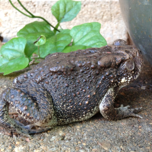 Woodhouses toad | Project Noah