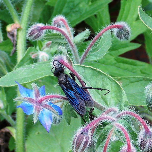 Blue Mud Wasp | Project Noah