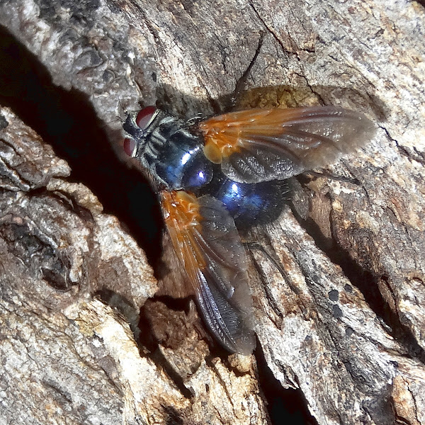 Large Tachinid fly (♂) | Project Noah