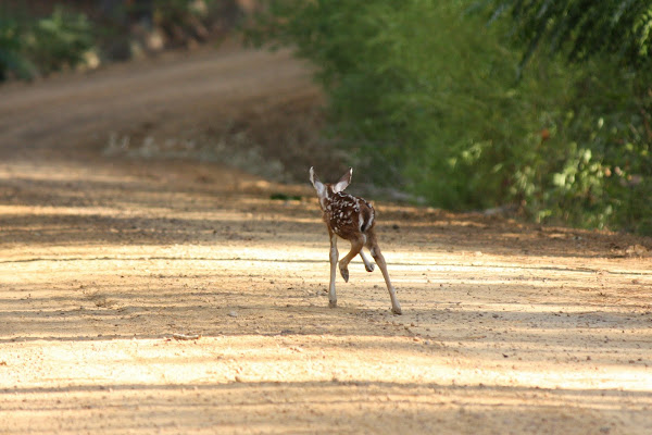 White-tailed deer | Project Noah