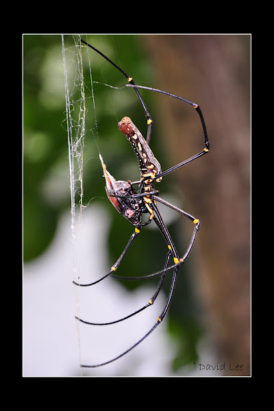 Golden Orb Web Spider | Project Noah