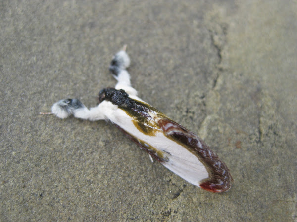 Bird Poop Moth or Pearly Wood Nymph | Project Noah