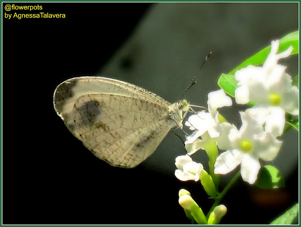 Psyche Butterfly | Project Noah