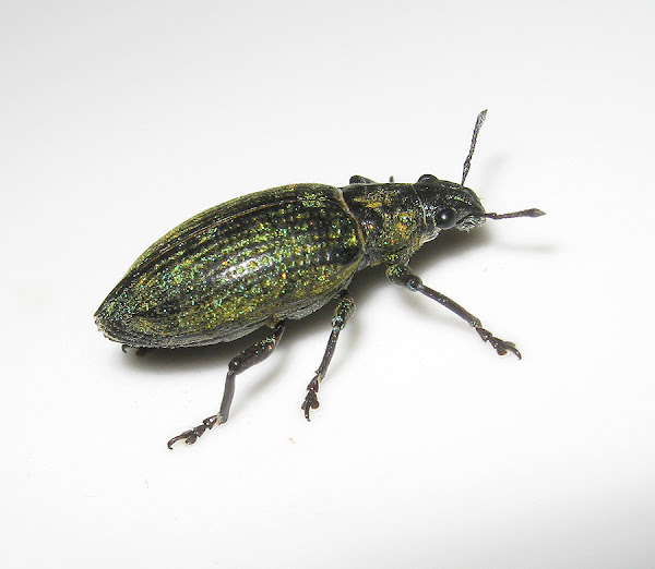 Glitter Weevil | Project Noah