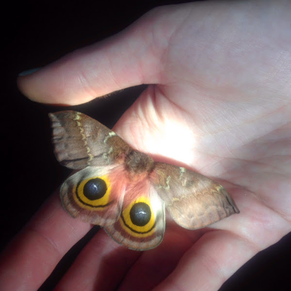IO moth | Project Noah