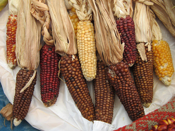 Variegated maize | Project Noah
