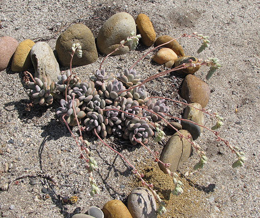 Moonstone | Project Noah