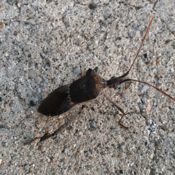 Leaf-footed Bug | Project Noah