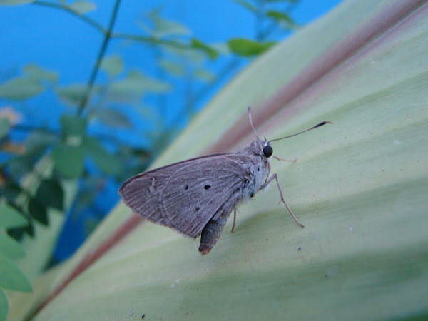 Dart Butterfly | Project Noah