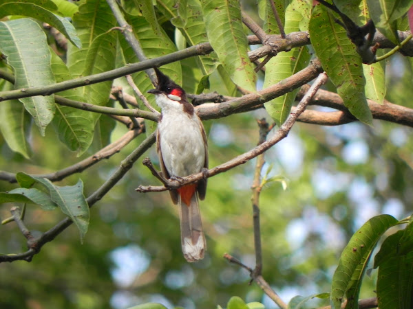 Red whiskered bulbul | Project Noah