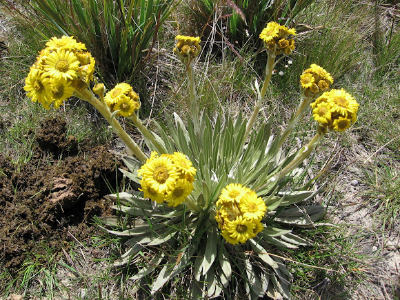 Frailejon | Project Noah